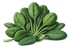 Définition de VERT - Dictionnaire français Reverso