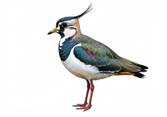 WEPT - Definition & Meaning - Reverso English Dictionary