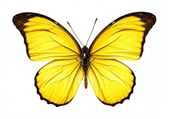 YELLOW translation in French | English-French Dictionary | Reverso